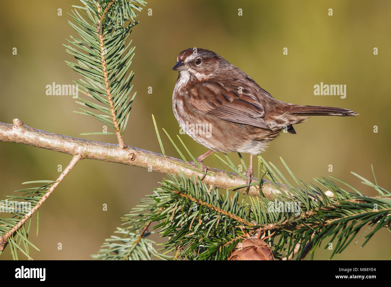 Zanggors in Gray Harbour Co Washington; Song Sparrow in Gray Harbour Co ...