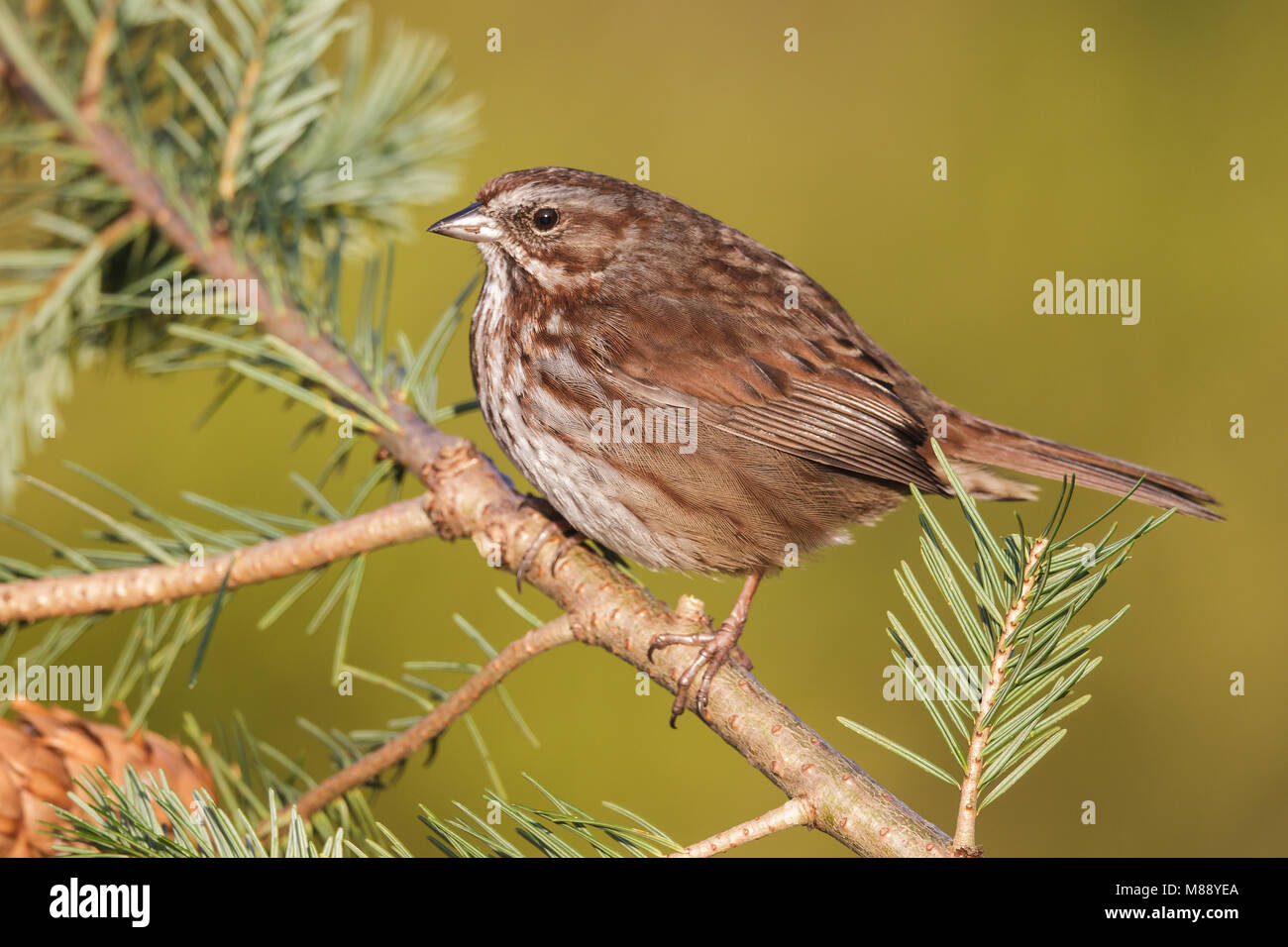 Zanggors in Gray Harbour Co Washington; Song Sparrow in Gray Harbour Co ...