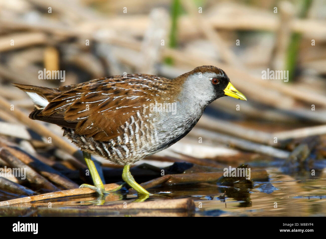 Sora bird hi-res stock photography and images - Alamy