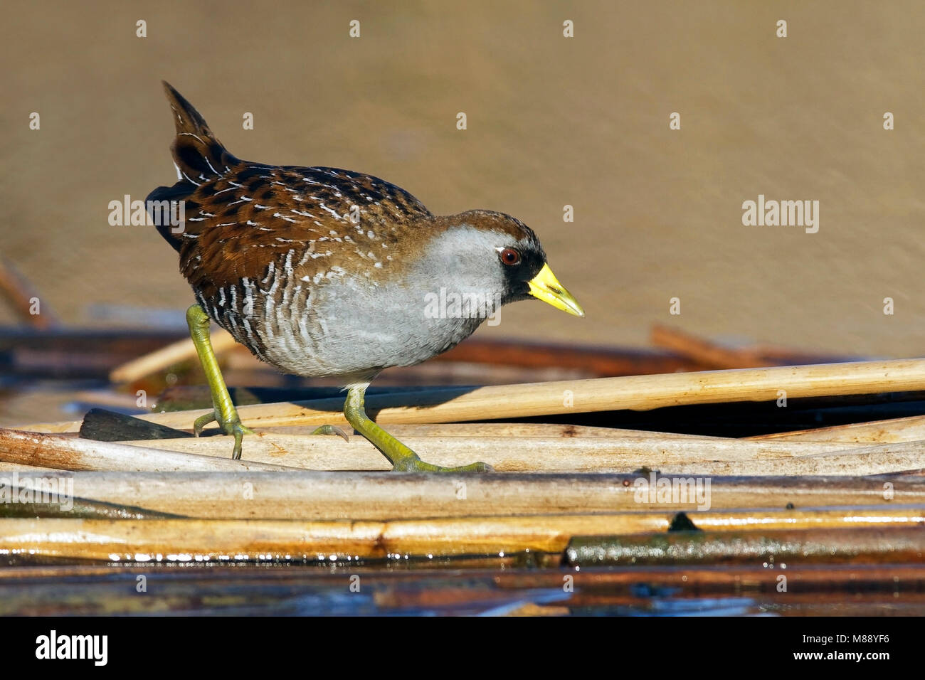 Sora bird hi-res stock photography and images - Alamy