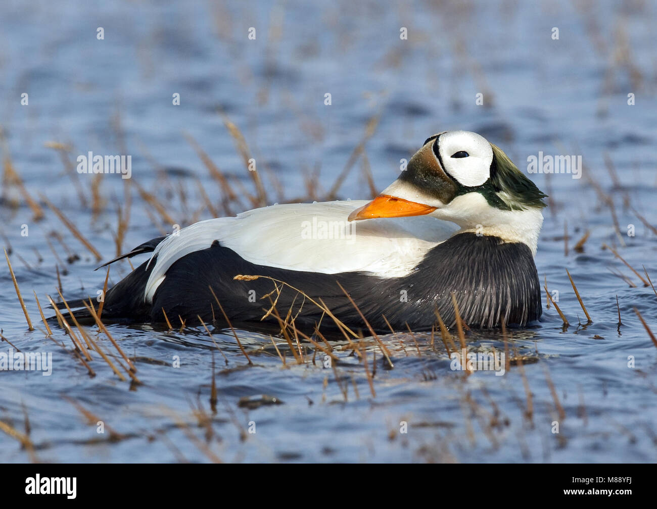 Drake spectacled eider hi-res stock photography and images - Alamy