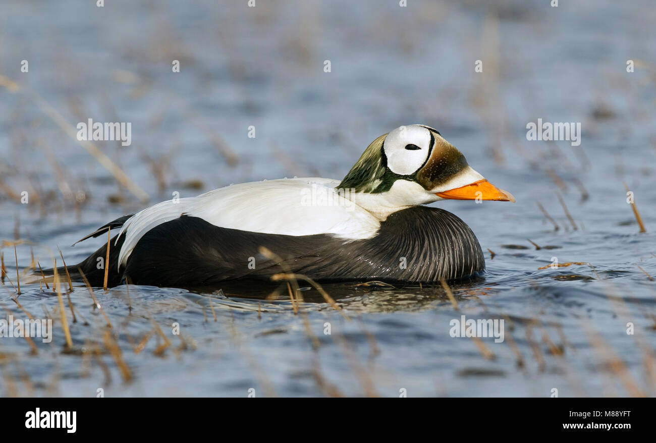 Barrow alaska tundra hi-res stock photography and images - Alamy