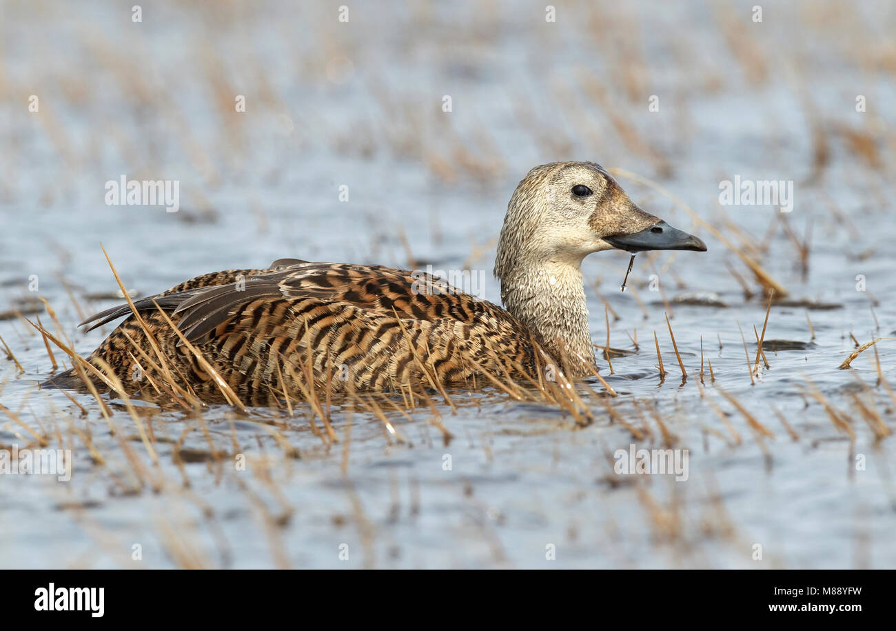 Barrow alaska tundra hi-res stock photography and images - Alamy