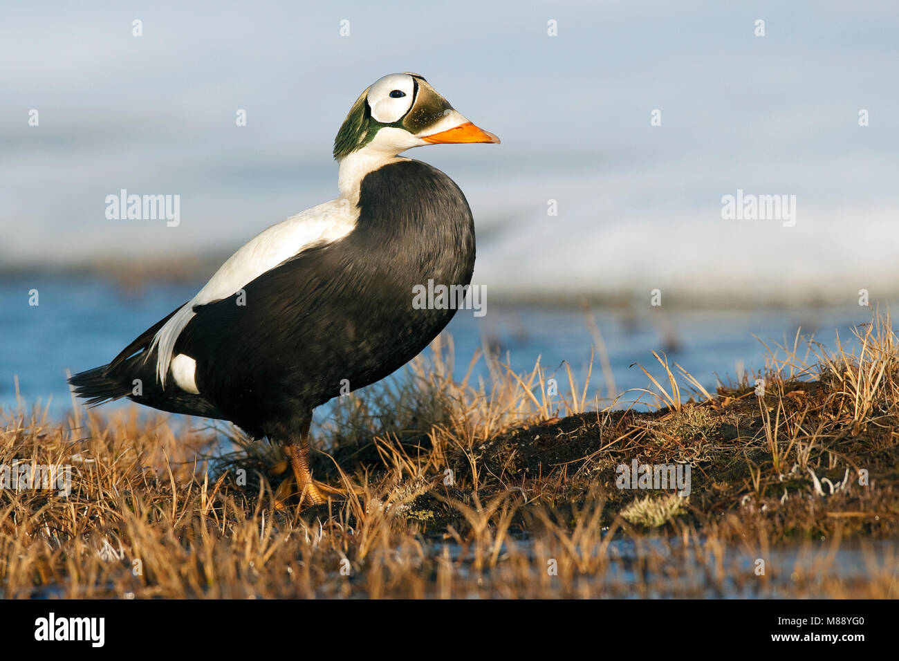 Barrow alaska tundra hi-res stock photography and images - Alamy