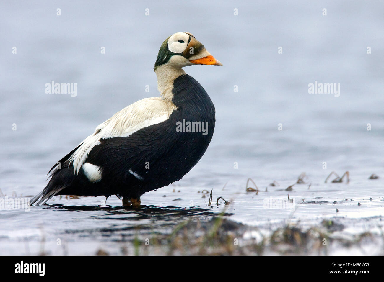 Barrow alaska tundra hi-res stock photography and images - Alamy