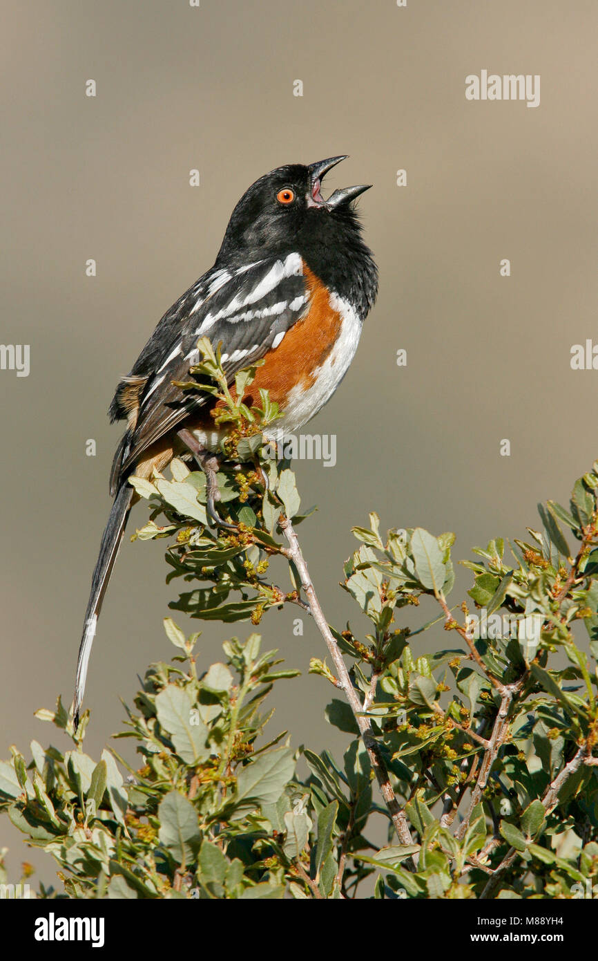 Adult male spotted towhee hi-res stock photography and images - Alamy