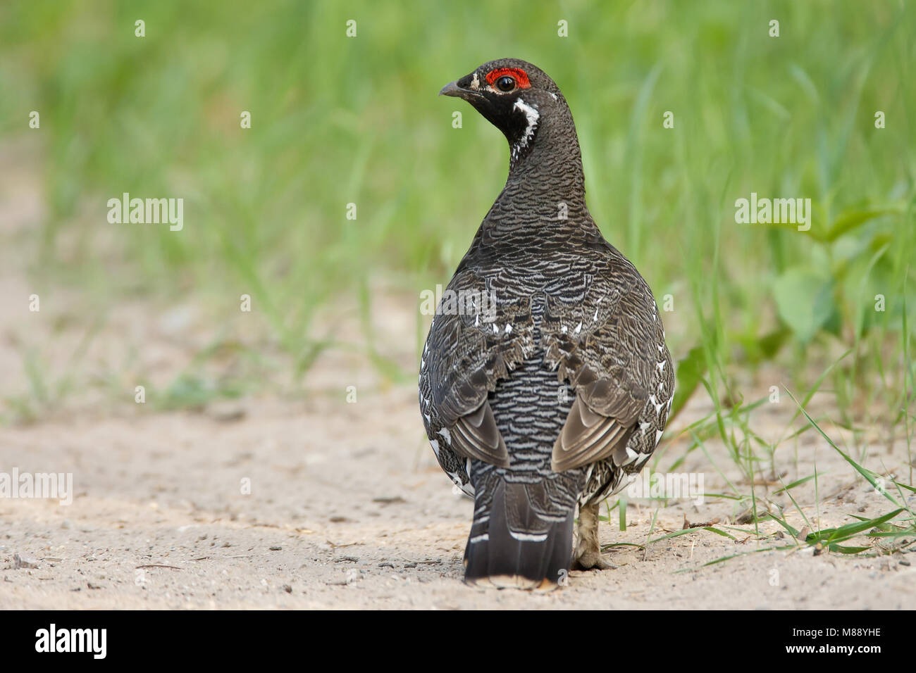 Bird chippewa hi-res stock photography and images - Alamy