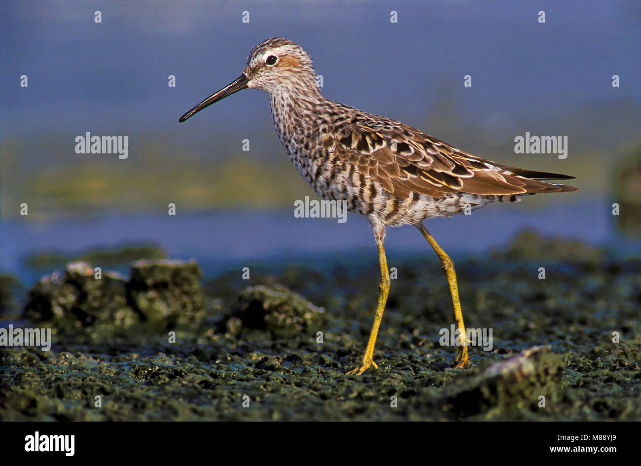 Stilt sandpiper breeding hi-res stock photography and images - Alamy