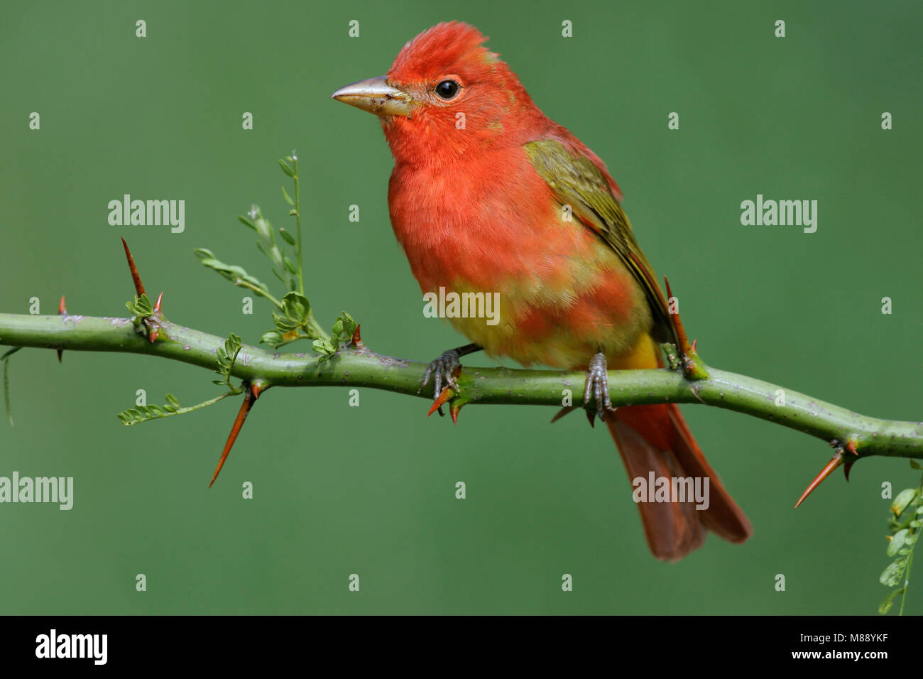 1st april 2005 hi-res stock photography and images - Alamy