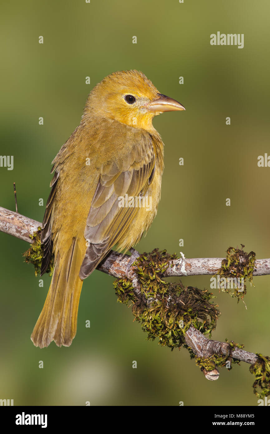 Summer tanager female bird hi-res stock photography and images - Alamy