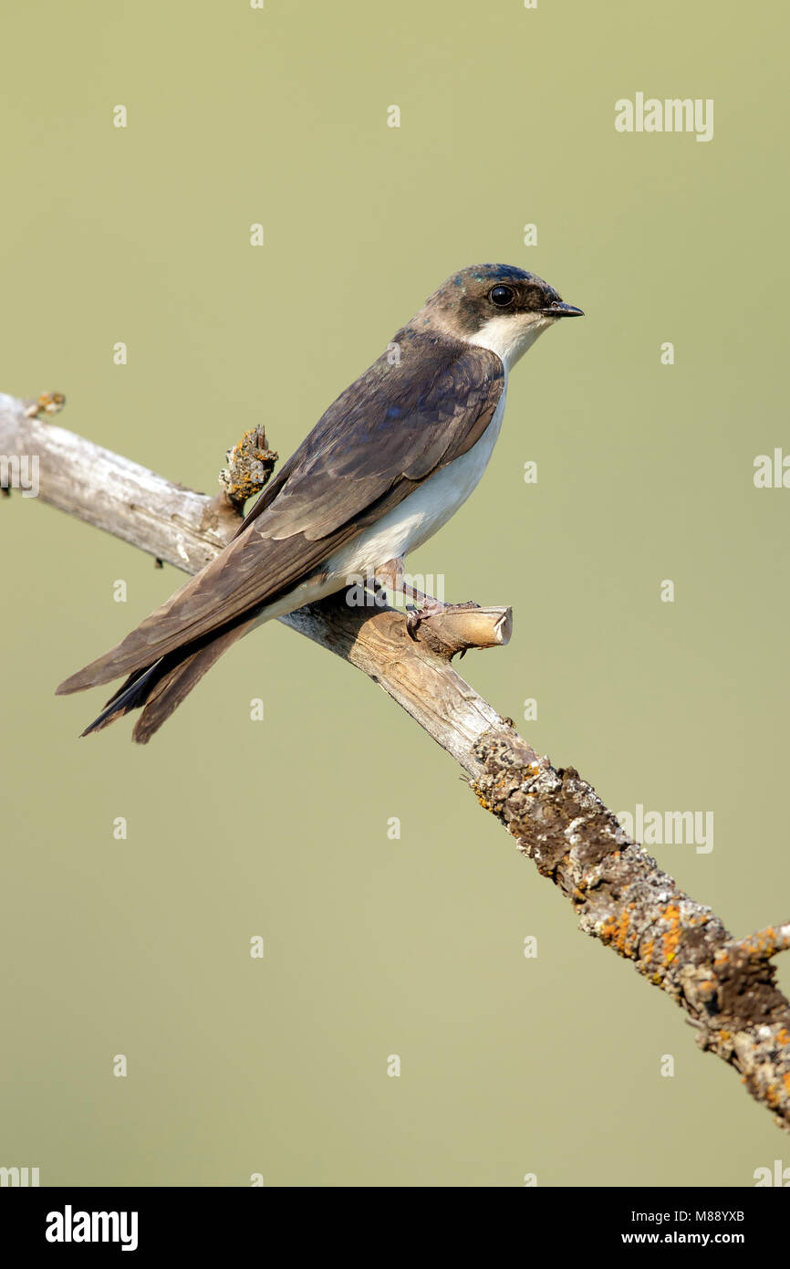 Female tree swallow hi-res stock photography and images - Alamy