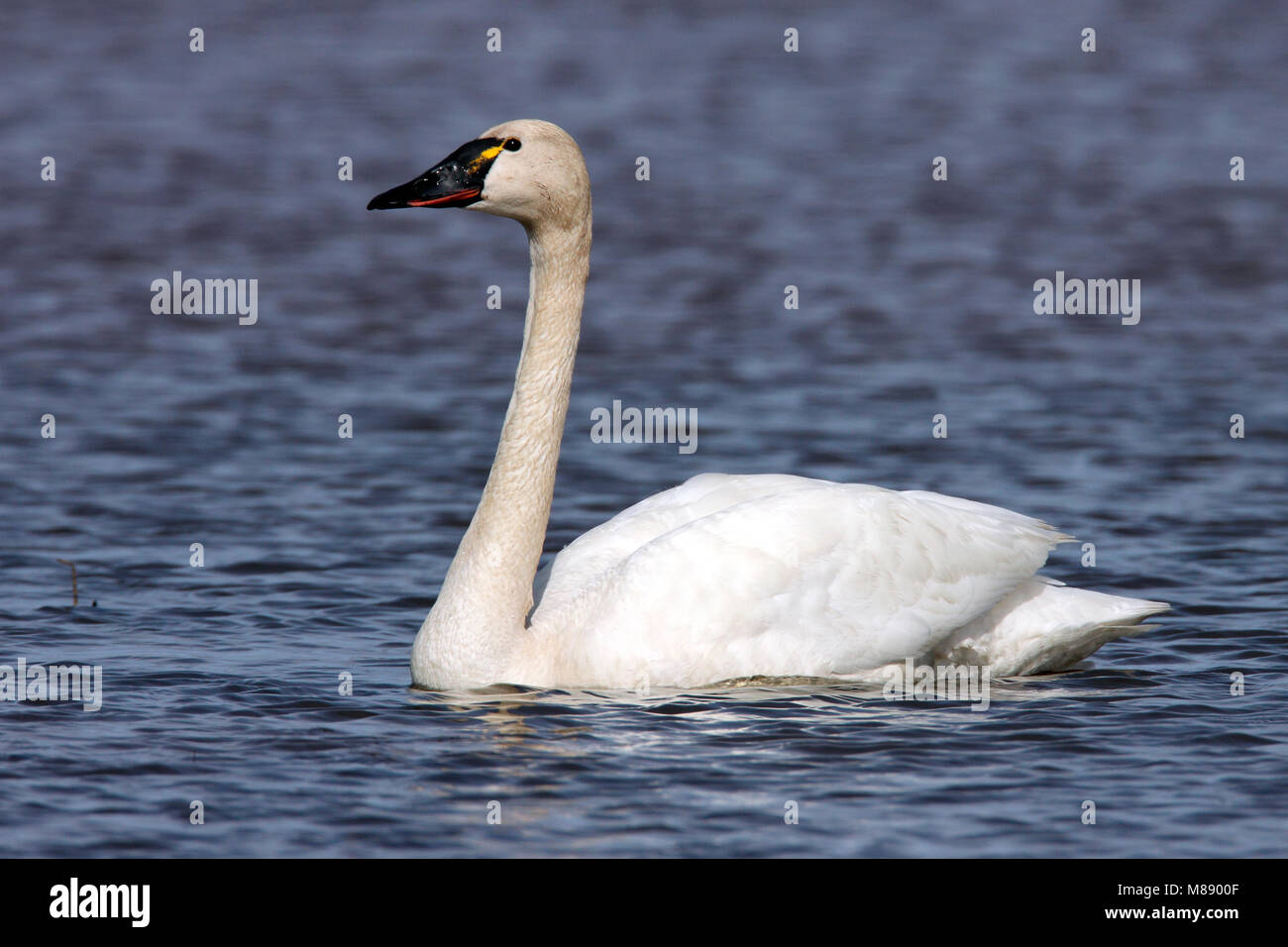 Tundra swan hi-res stock photography and images - Alamy