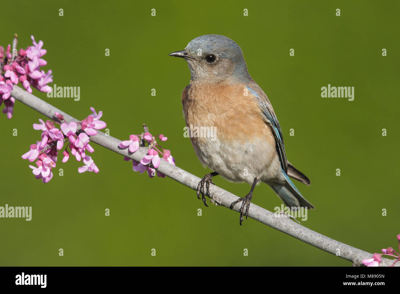 Western bluebird female hi-res stock photography and images - Alamy