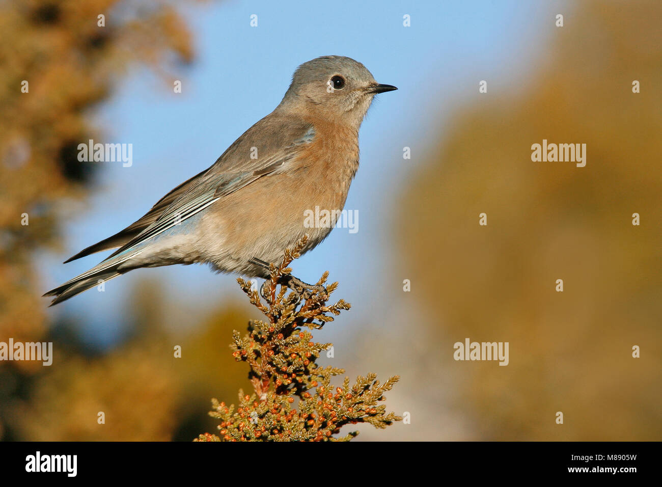 Western bluebird female hi-res stock photography and images - Alamy