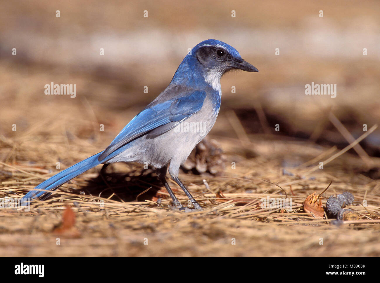 December 1999 hi-res stock photography and images - Alamy