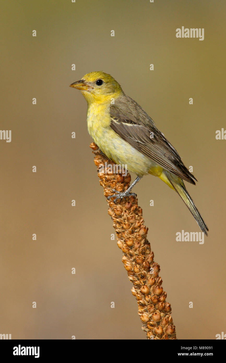 Female western tanager hi-res stock photography and images - Alamy