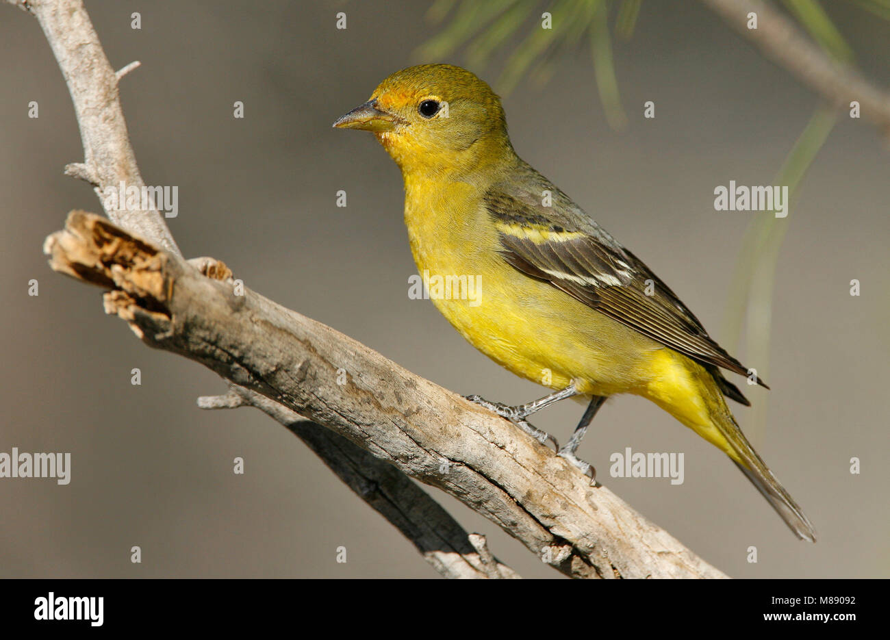 Female western tanager hi-res stock photography and images - Alamy