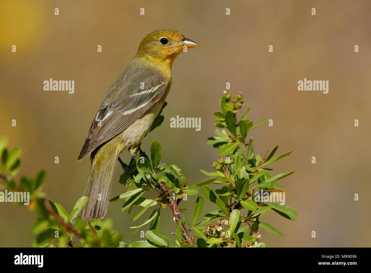Western tanager bird female hi-res stock photography and images - Alamy