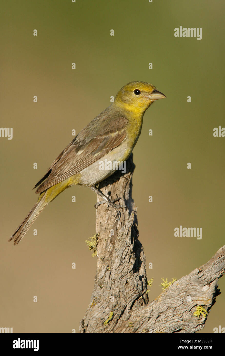 Western tanager bird female hi-res stock photography and images - Alamy