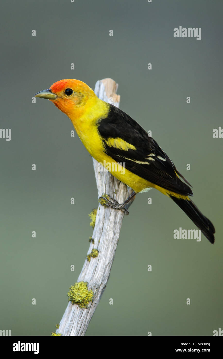 Western Tanager High Resolution Stock Photography and Images - Alamy