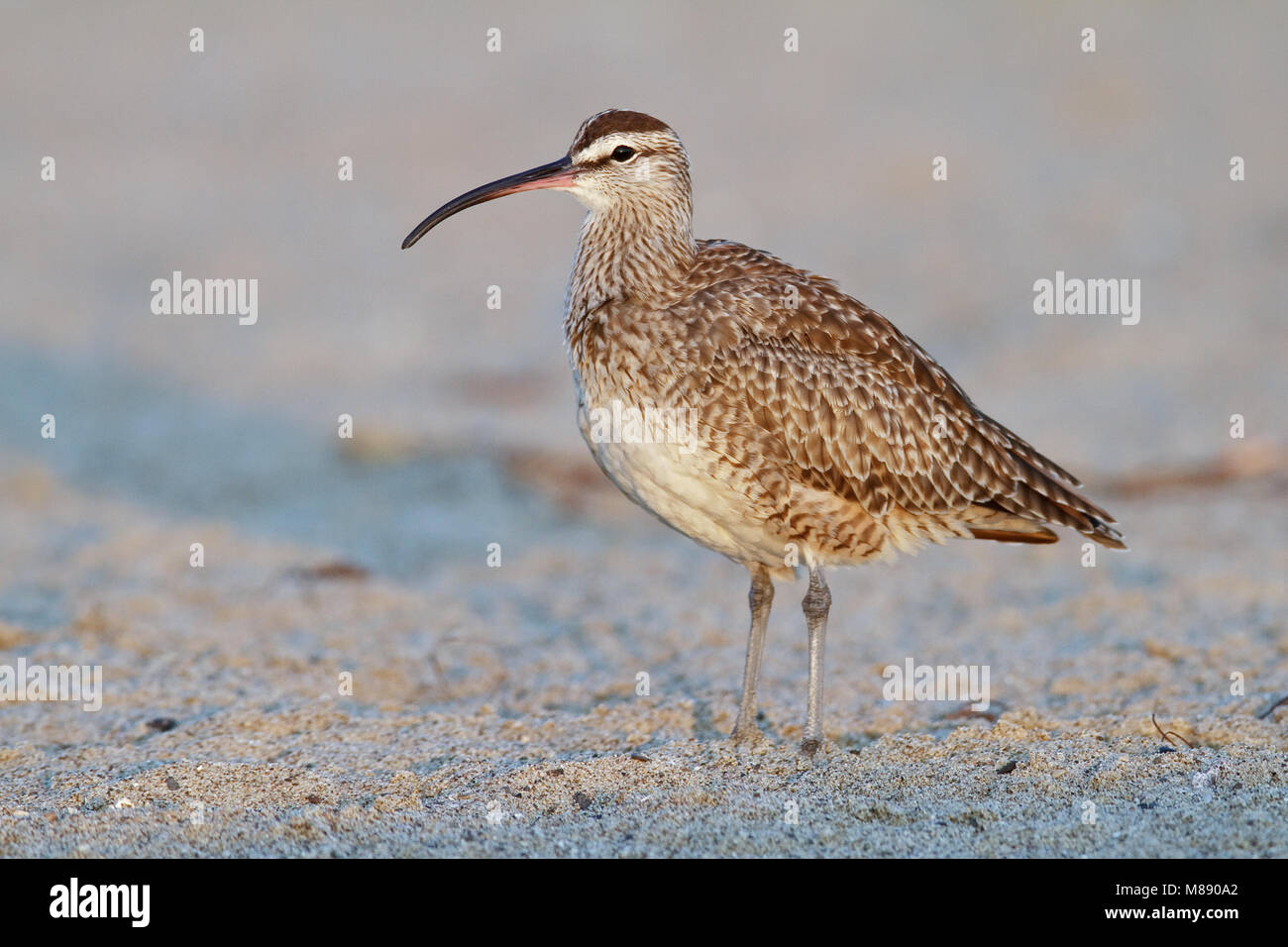 Numenius hudsonicus hudsonicus hi-res stock photography and images - Alamy
