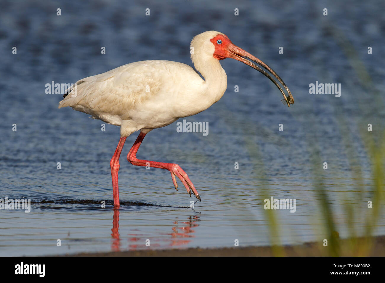 Witte Ibis High Resolution Stock Photography and Images - Alamy