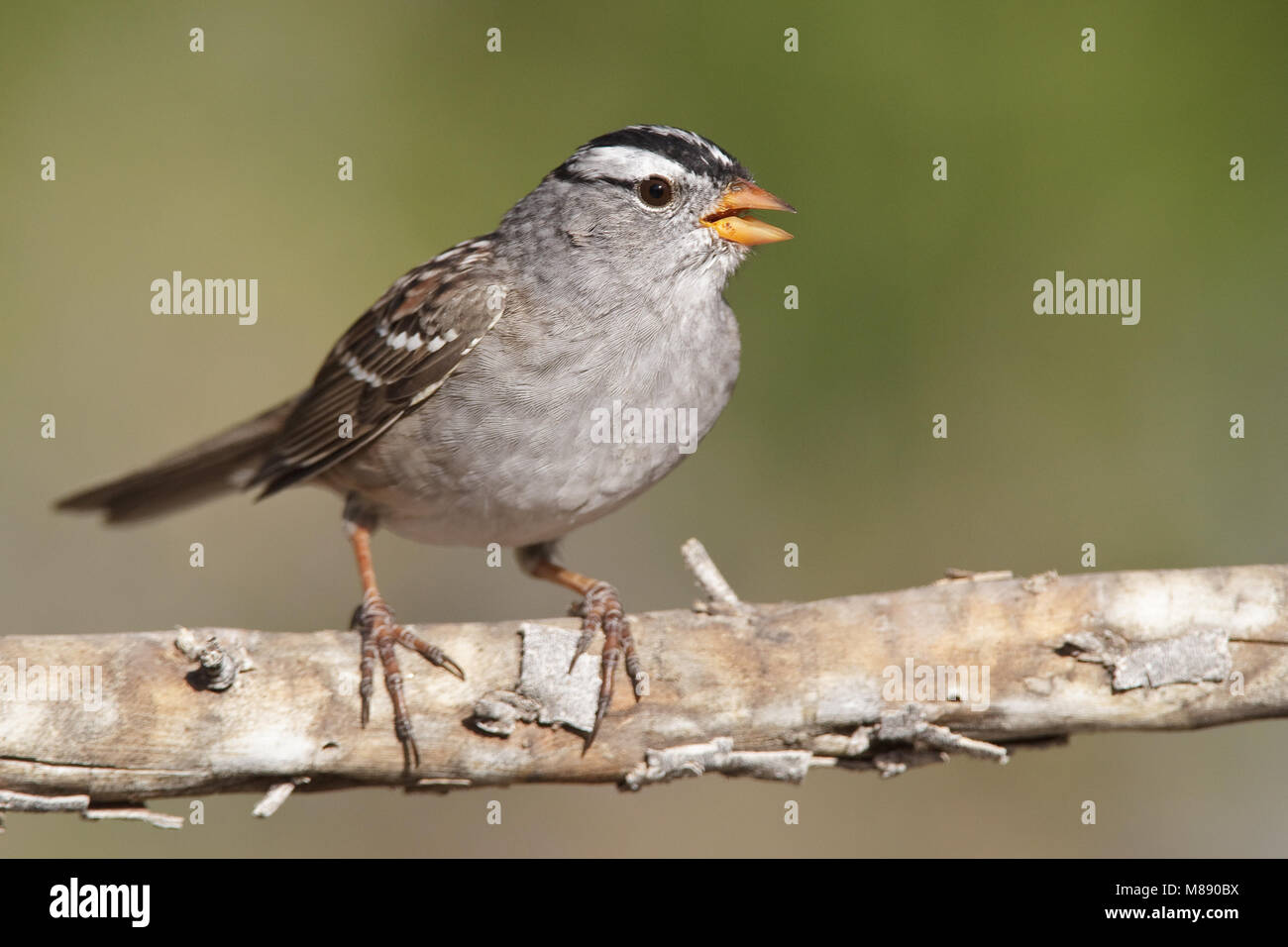 Sparrow breeding plumage hi-res stock photography and images - Alamy