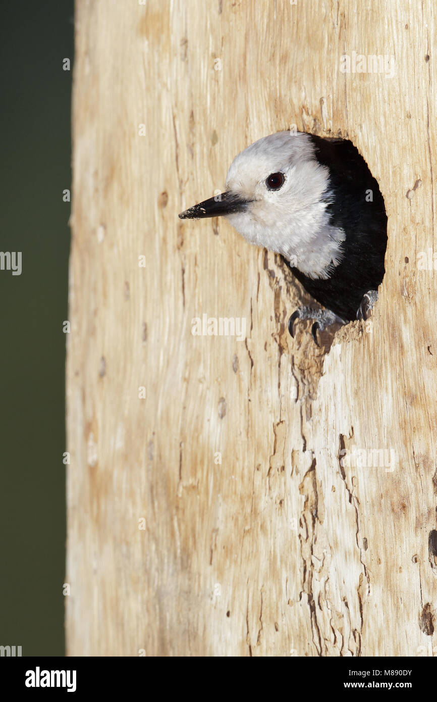 Small white bird hi-res stock photography and images - Alamy