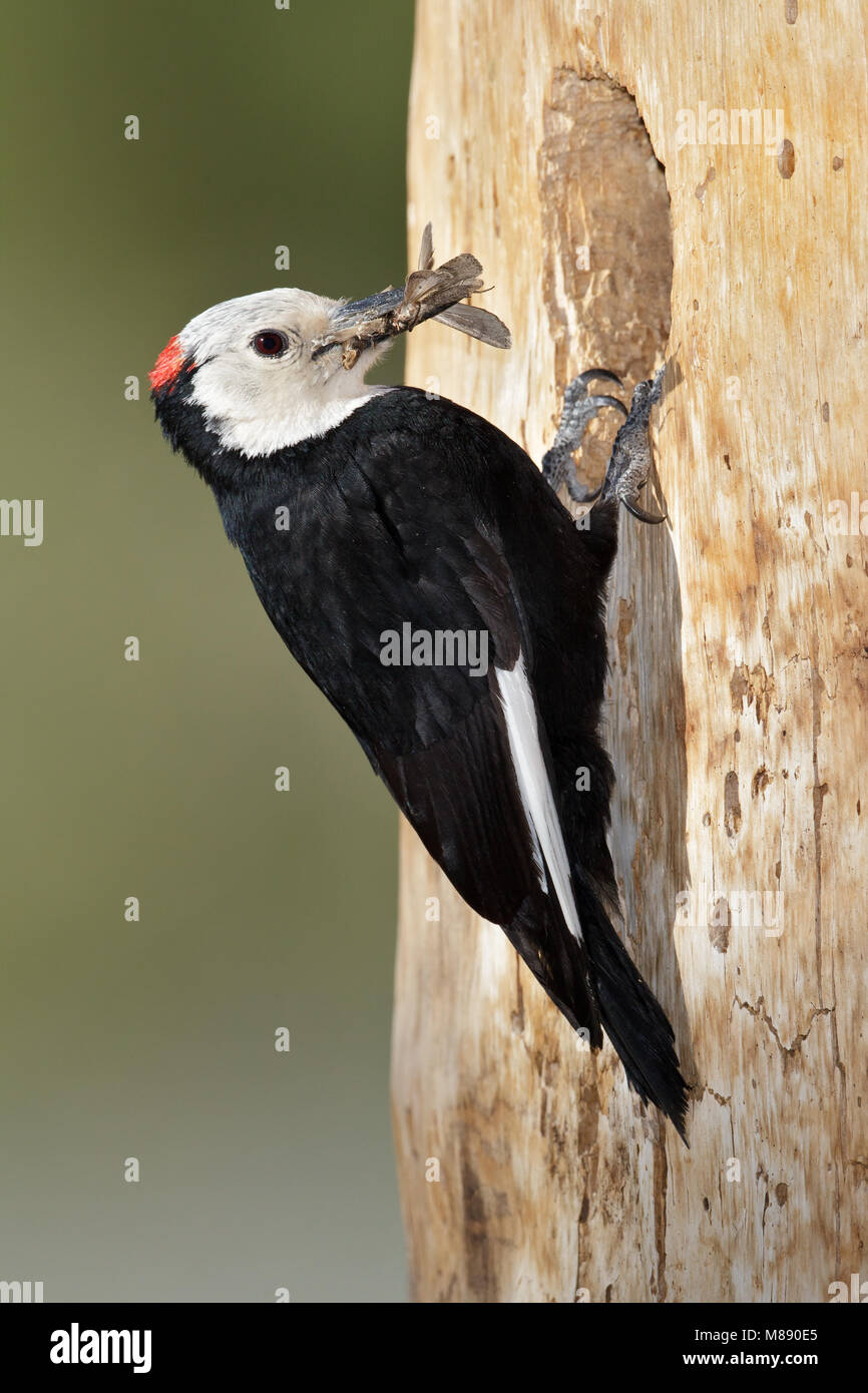 Mono food hi-res stock photography and images - Alamy