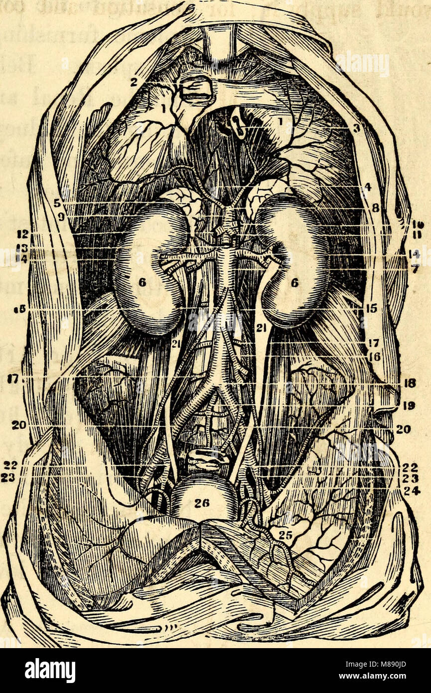 Elementary anatomy physiology hi-res stock photography and images - Alamy