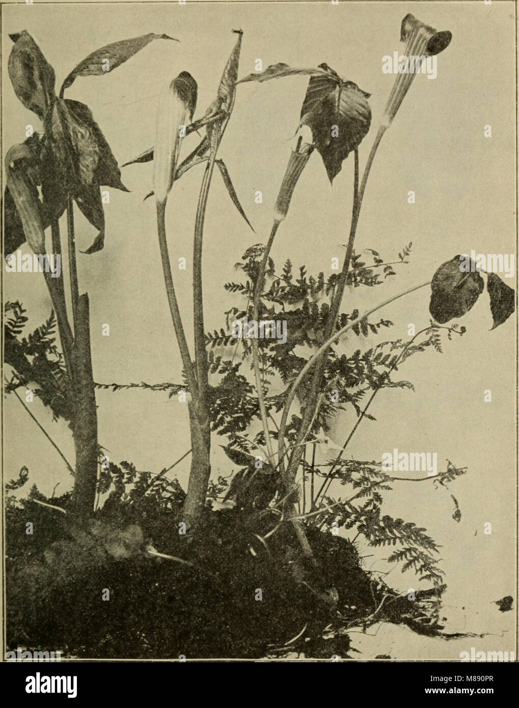 Elementary Botany 1898 Provides An Introduction To Plant Biology Covering The Basic