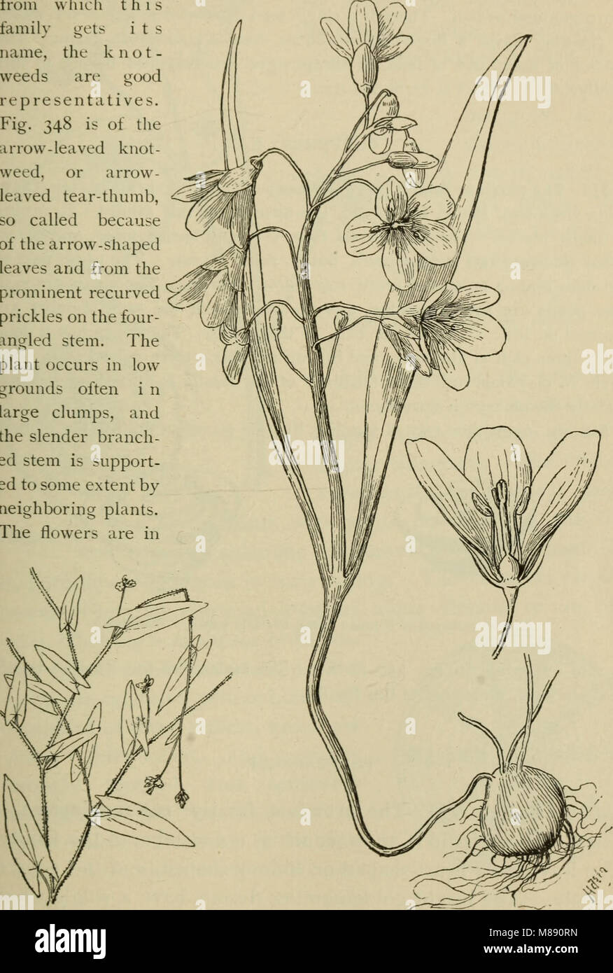 Published in 1898, this work offers an introduction to botany, focusing ...