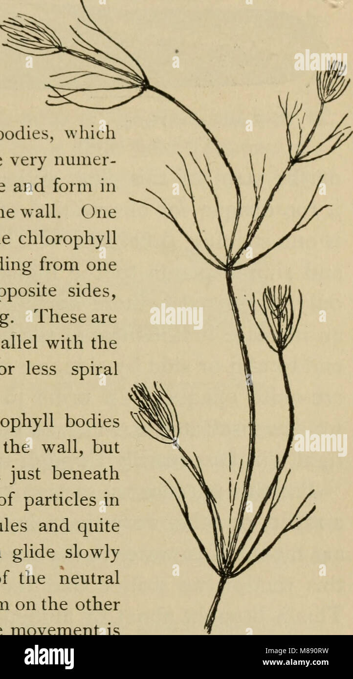 This 1898 textbook on elementary botany introduces students to the ...