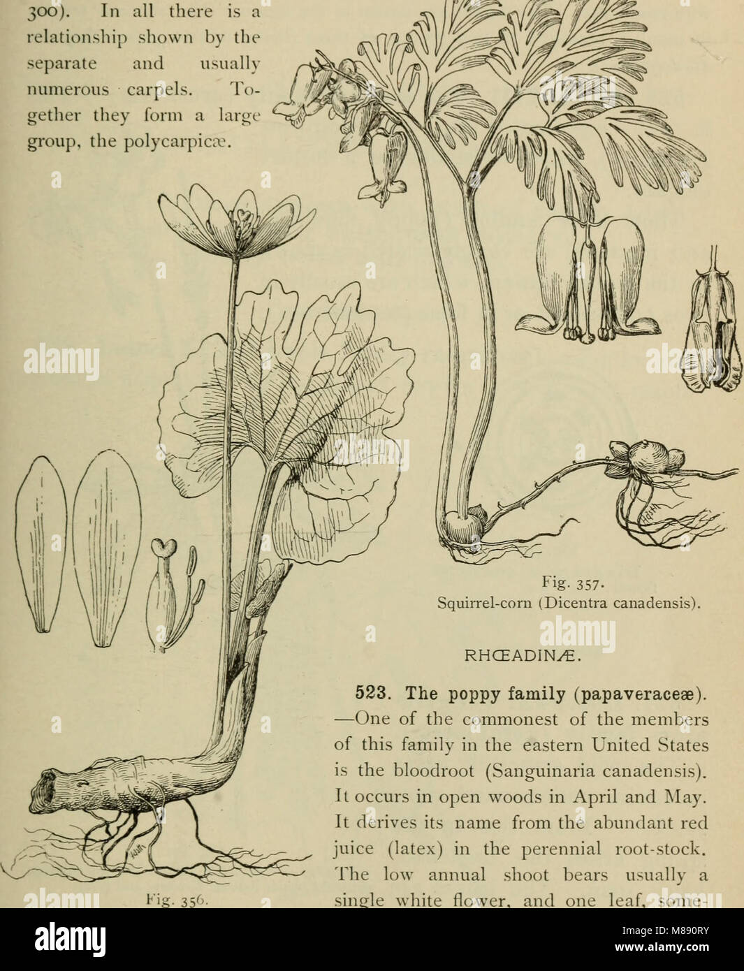 This 1898 text, Elementary Botany, introduces the fundamental concepts ...