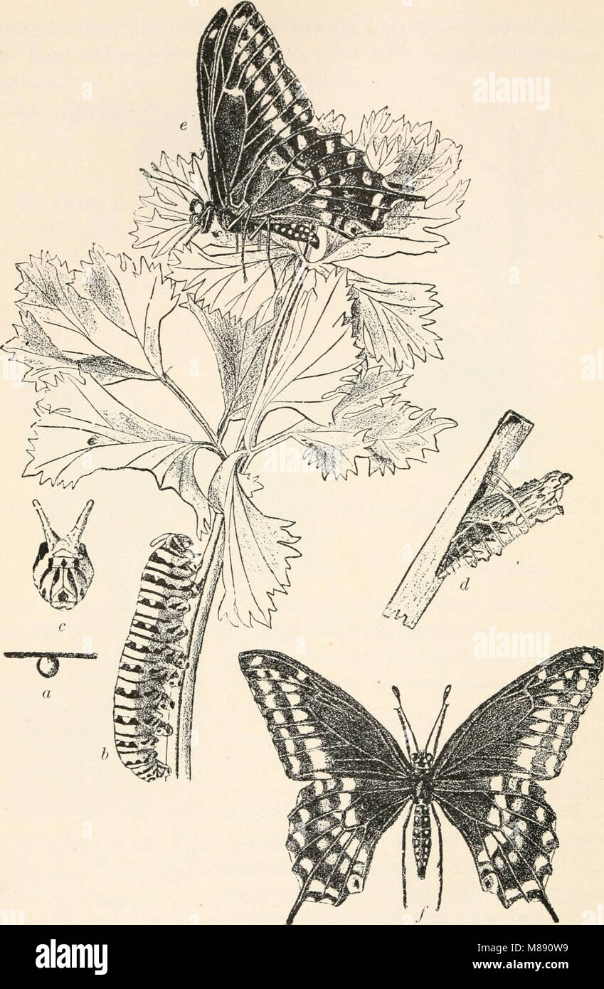 'Elementary Entomology' (c1912) is an educational text introducing ...