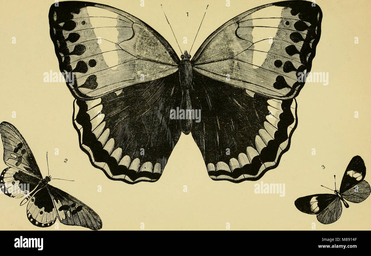 This 1892 text-book offers an elementary introduction to entomology ...