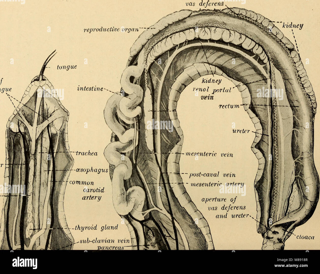 This 1902 textbook provides an introduction to zoology, covering the ...