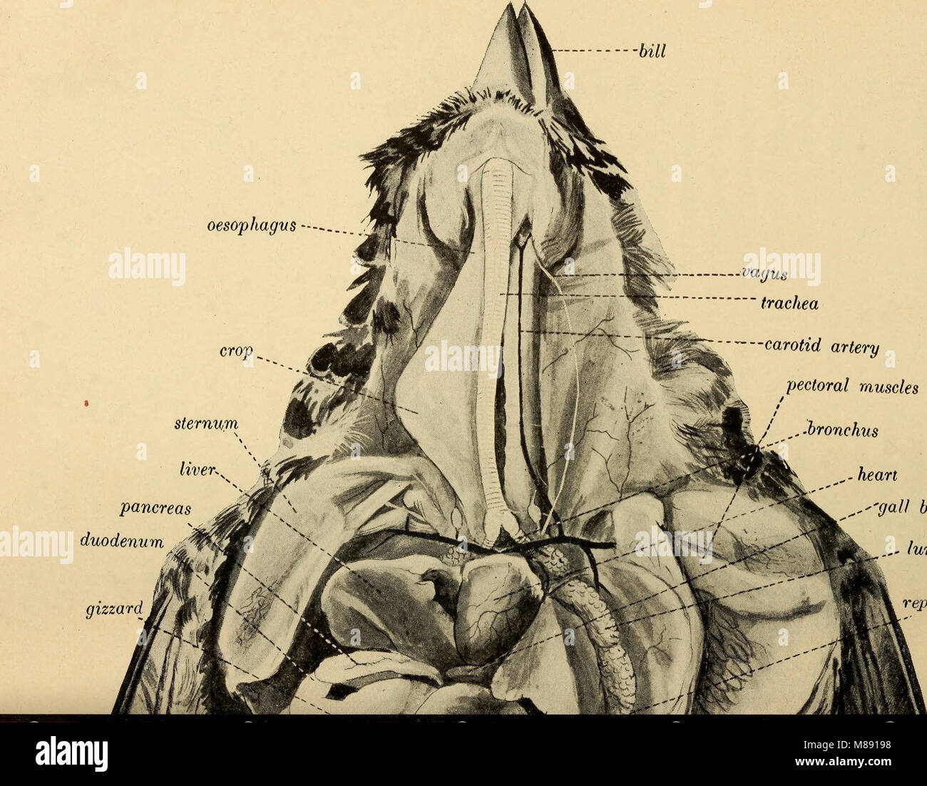 This 1902 textbook on elementary zoology covers basic concepts in ...