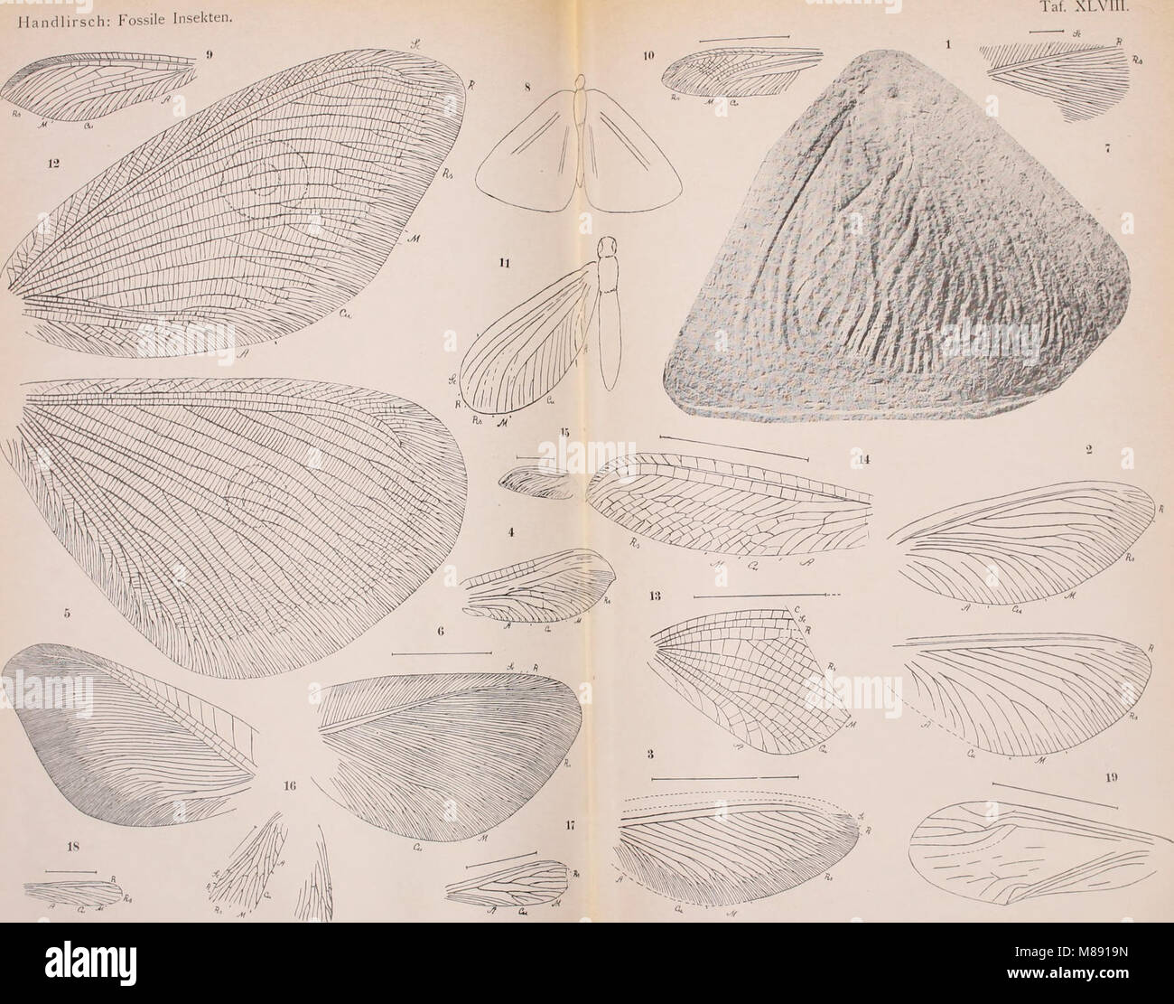 This 1908 handbook explores the fossilized insects and their ...