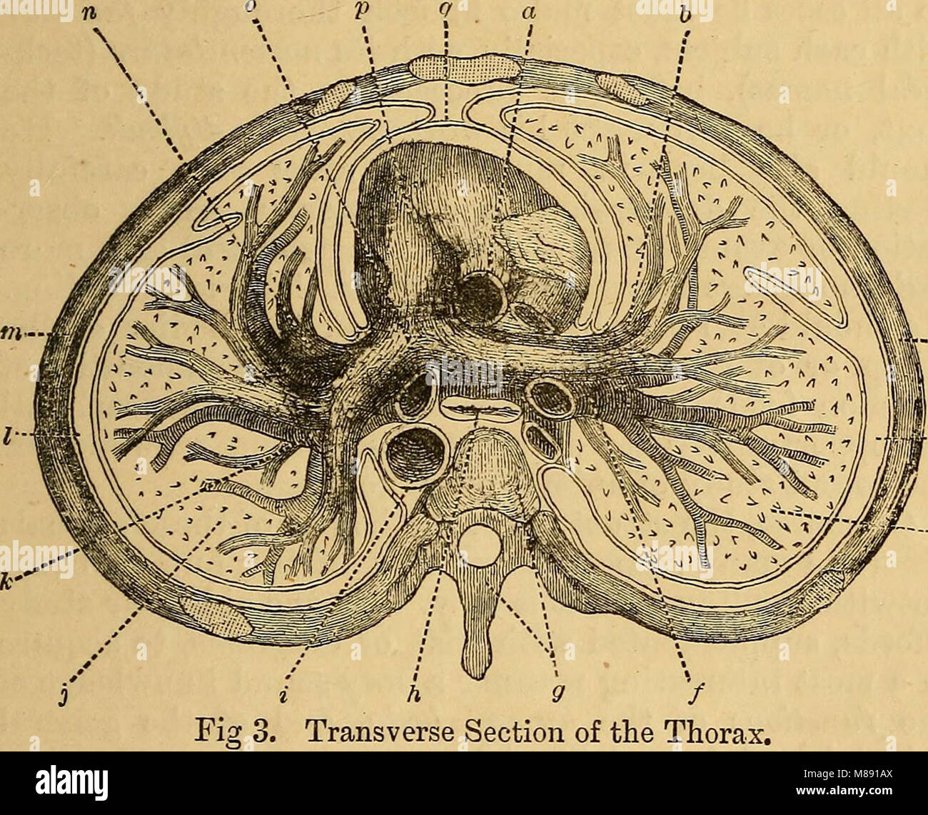 Elements of animal physiology, chiefly human (1873) (14596084810 Stock ...