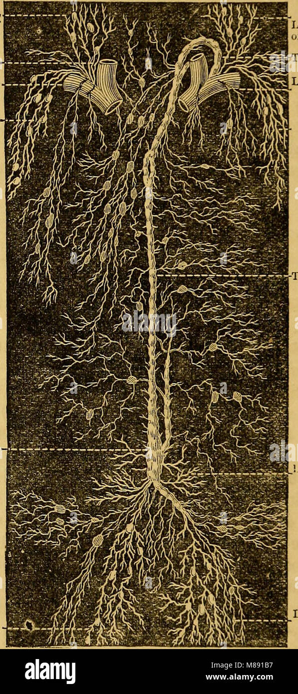 Elements of animal physiology, chiefly human (1873) (14596163969 Stock ...