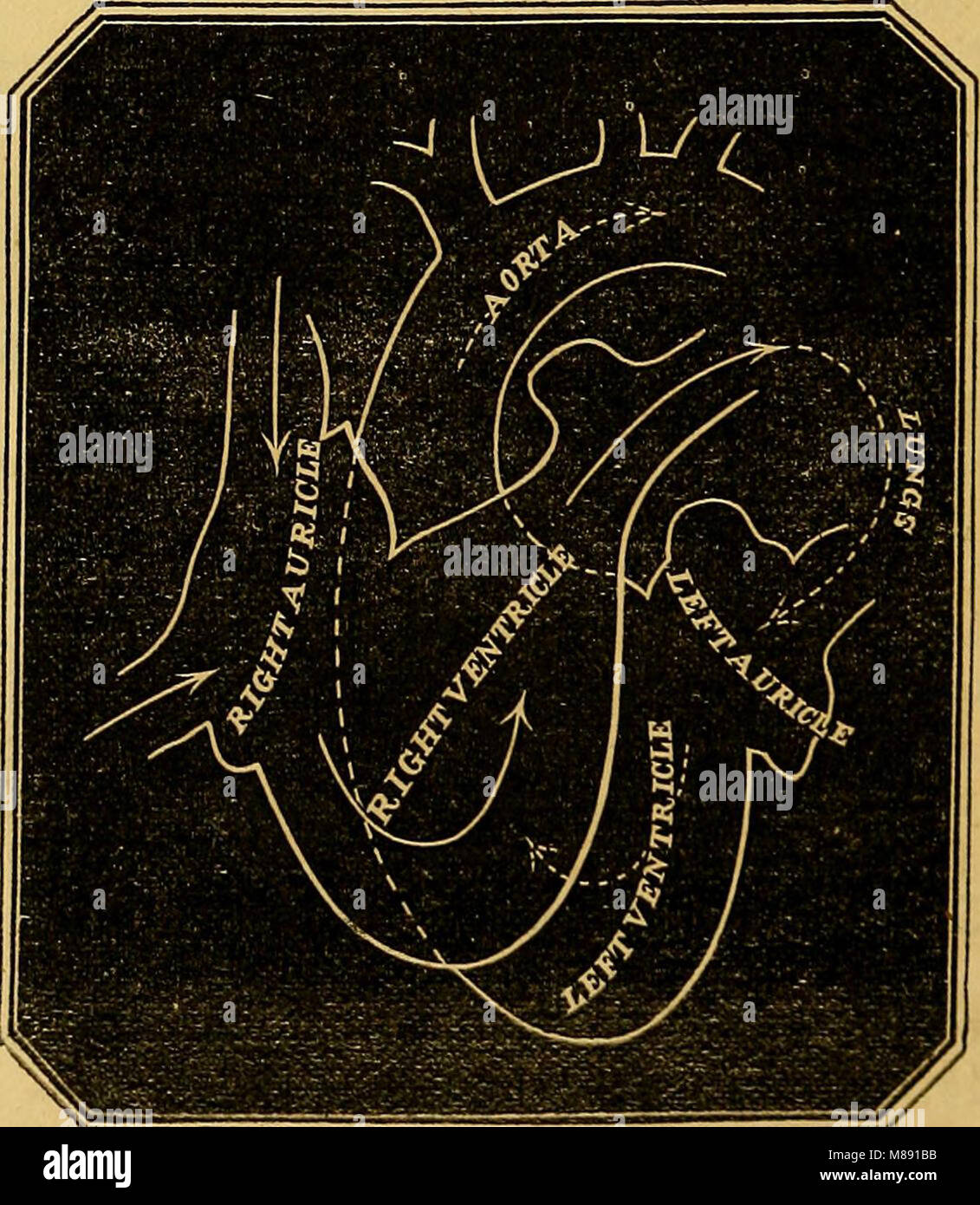 Elements of animal physiology, chiefly human (1873) (14596180168 Stock ...