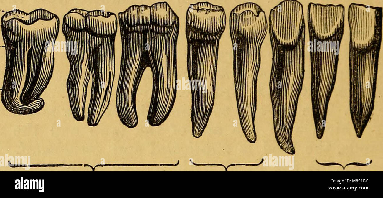 Elements of Animal Physiology (1873) provides an in-depth study of ...