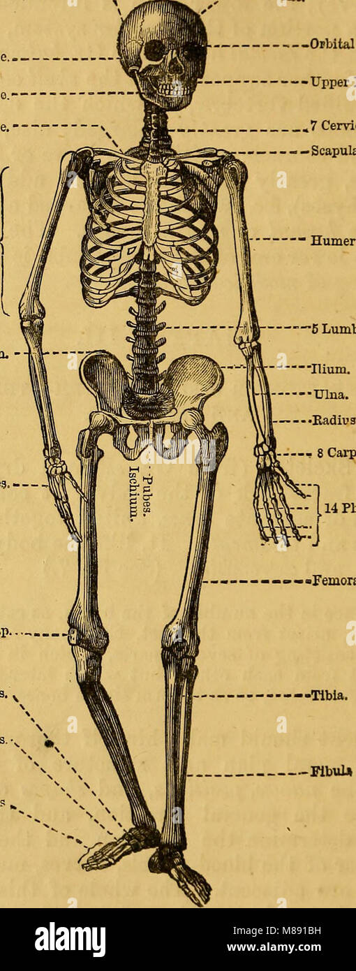 Elements of animal physiology, chiefly human (1873) (14759799986 Stock ...