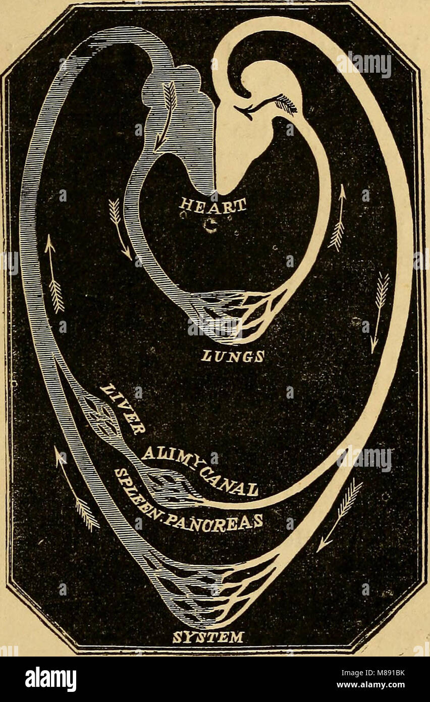 Elements of animal physiology, chiefly human (1873) (14759824636 Stock ...