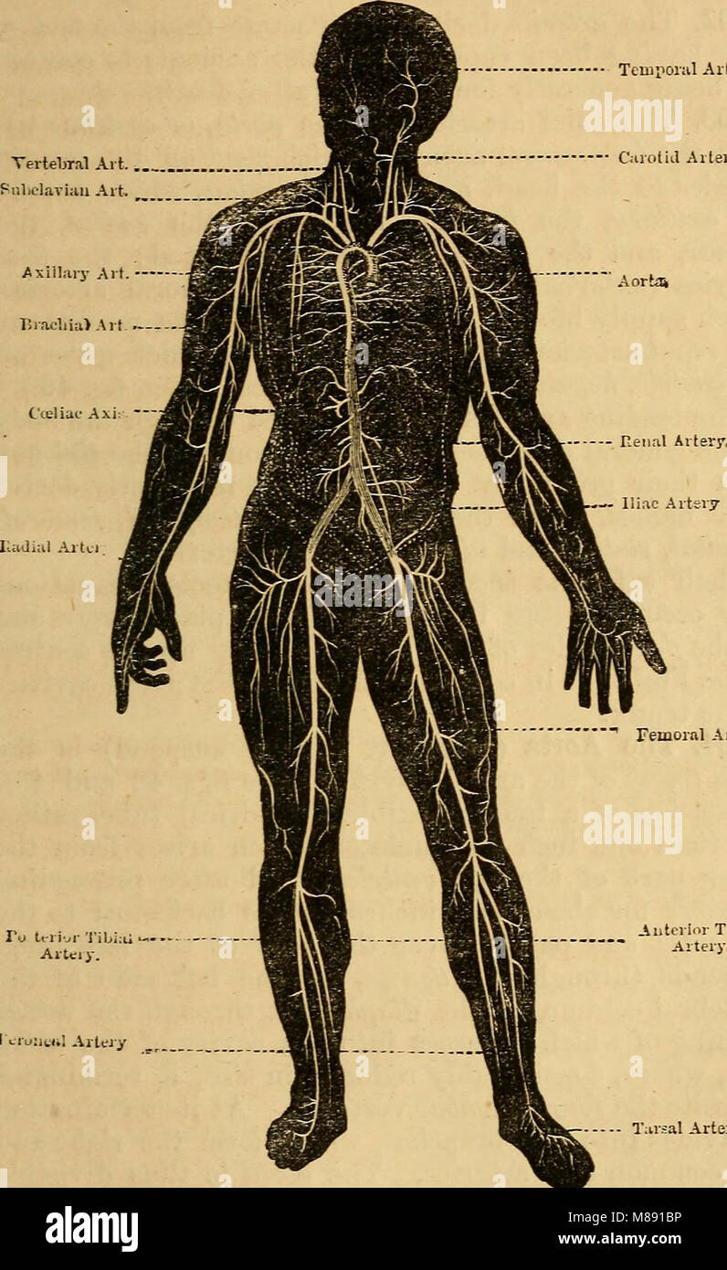 'Elements of Animal Physiology, Chiefly Human' (1873) is a scientific ...