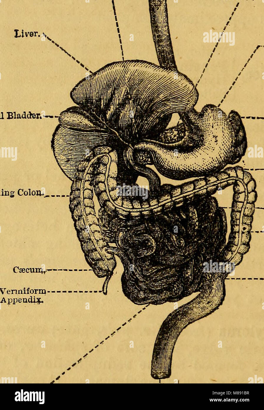 A 1873 work focused on animal physiology with an emphasis on human ...