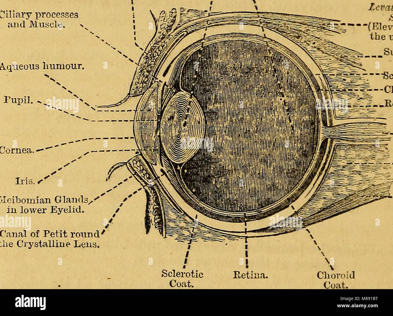 Elements of animal physiology, chiefly human (1873) (14780488614 Stock ...