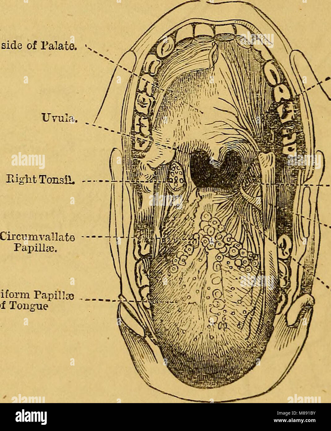 'Elements of Animal Physiology' (1873) focuses on the physiological ...