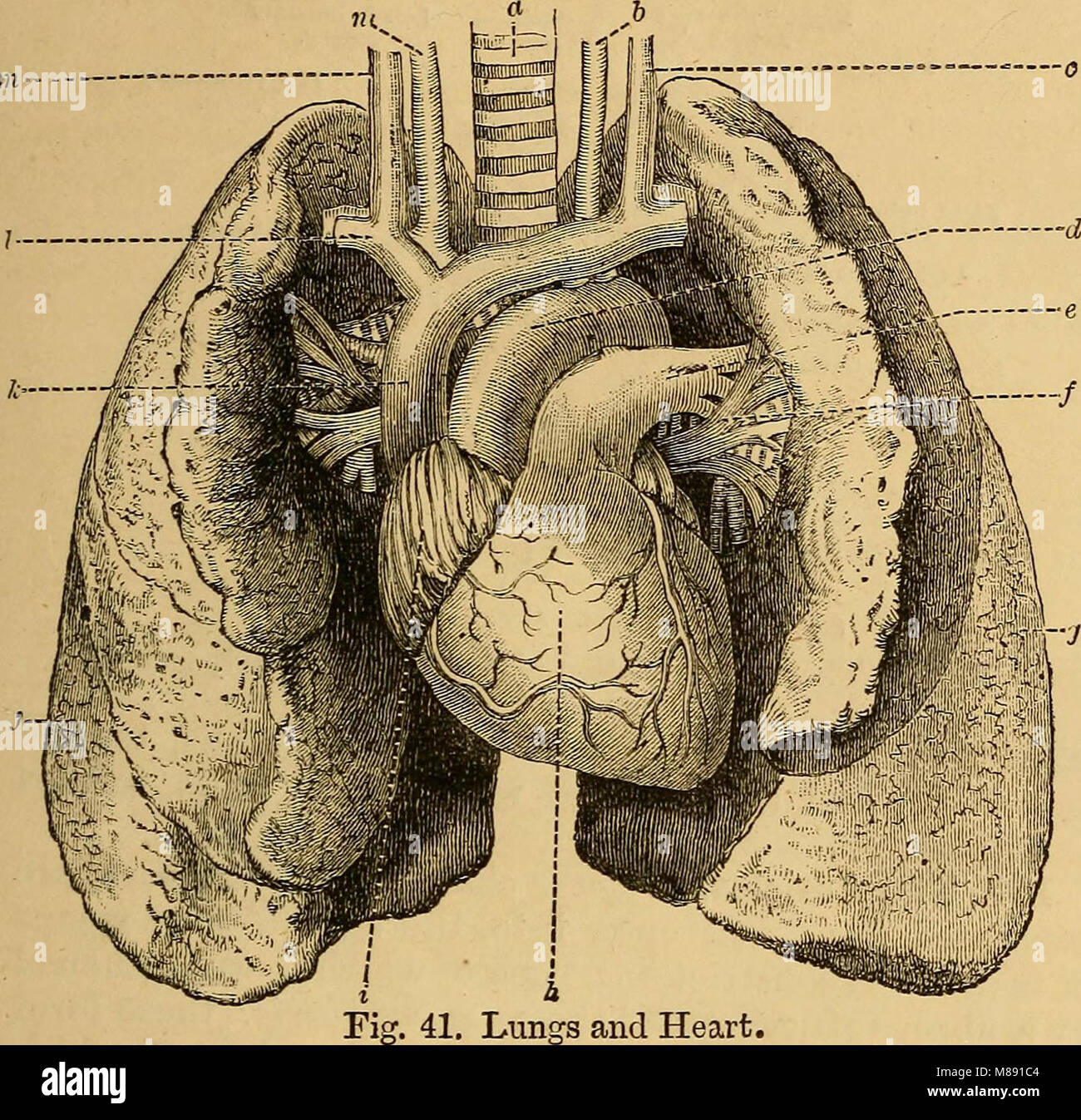 'Elements of Animal Physiology, Chiefly Human' (1873) provides a ...